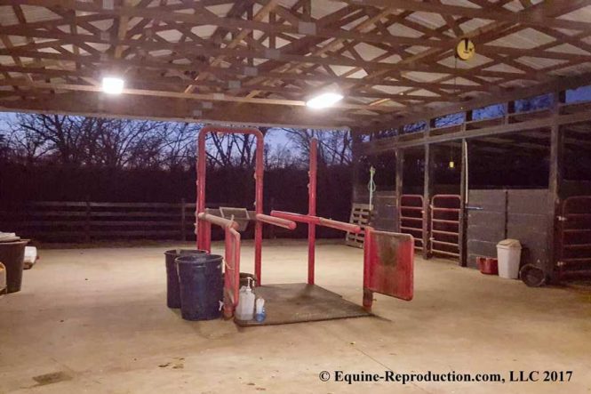 One-on-one Horse Breeding Training!
