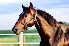All breed stallion station - Oklahoma