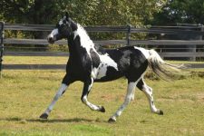 All breed stallion station - Oklahoma