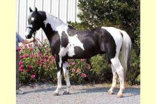 All breed stallion station - Oklahoma