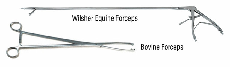 Can Embryo Transfer Success Rates be Improved?