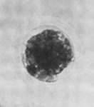 Equine embryology - early pregnancy • Equine-Reproduction.com, LLC