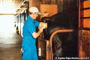 Artificial Insemination of the Mare • Equine-Reproduction.com, LLC