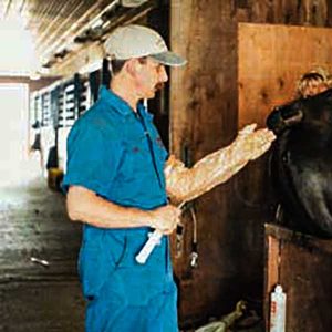 Artificial Insemination of the Mare • Equine-Reproduction.com, LLC