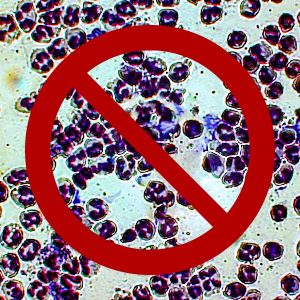 The Importance of Uterine Cytology • Equine-Reproduction.com, LLC