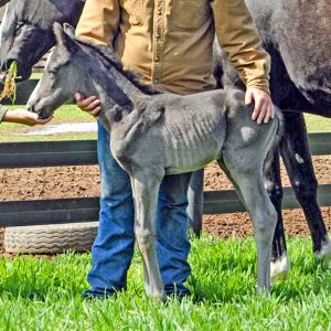 Placentitis in the Mare - diagnosis and treatment