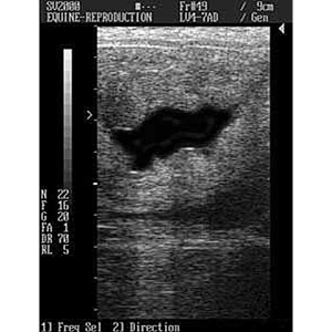 Breeding the older maiden mare • Dealing with the Older Maiden Mare ...