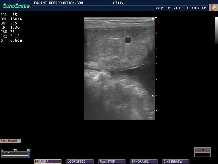 Mare Ultrasound Pregnancy Images • Equine-Reproduction.com, LLC