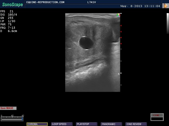 Mare Ultrasound Pregnancy Images • Equine-Reproduction.com, LLC