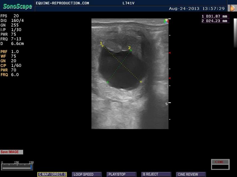 Mare Ultrasound Pregnancy Images • Equine-Reproduction.com, LLC