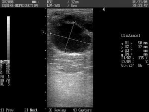 Anovulatory Hemorrhagic Follicles (AHF) • Equine-Reproduction.com, LLC